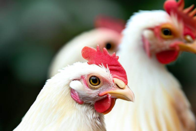 Amberlink Chickens - The Perfect Flock- Urban Pet Life