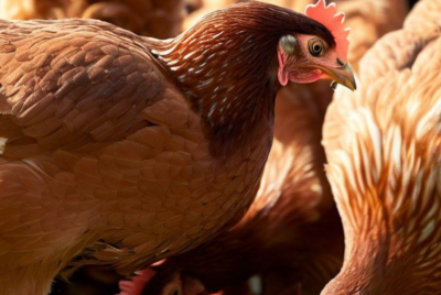 Buff Brahma Chickens: Ultimate Guide - Urban Pet Life