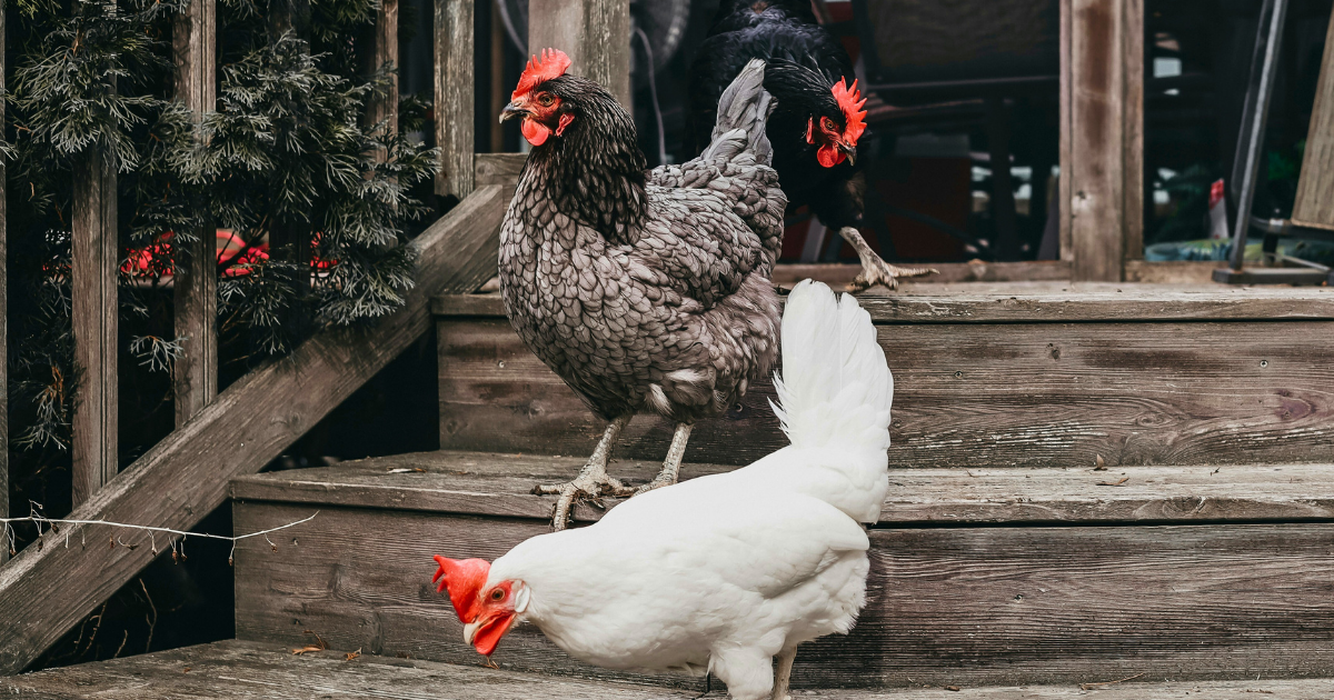 How Many Chickens Should I Get? Start small or go big! - Urban Pet Life